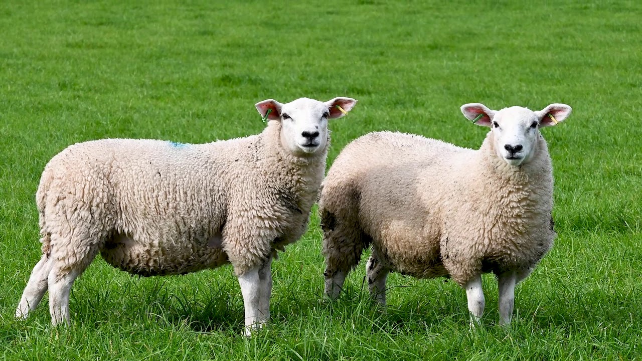 Pasture management at Glensaugh