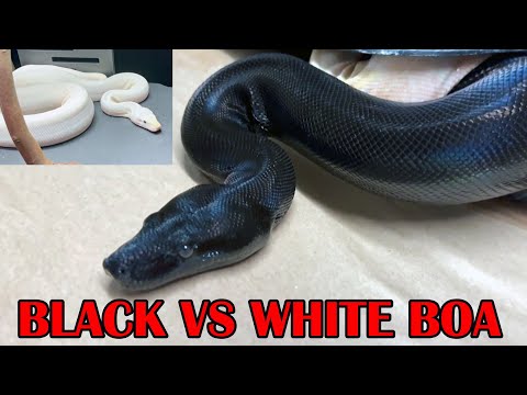 BREEDING BOAS FOR EXTREME COLORS!