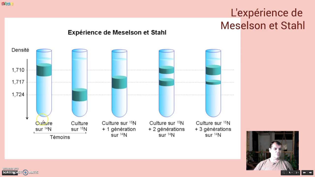 Semi-conservative DNA replication