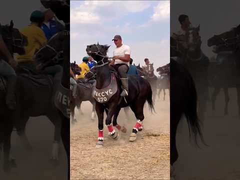 WHAT IS THE OLDEST EQUESTRIAN SPORT IN THE WORLD #animals #horses #shorts