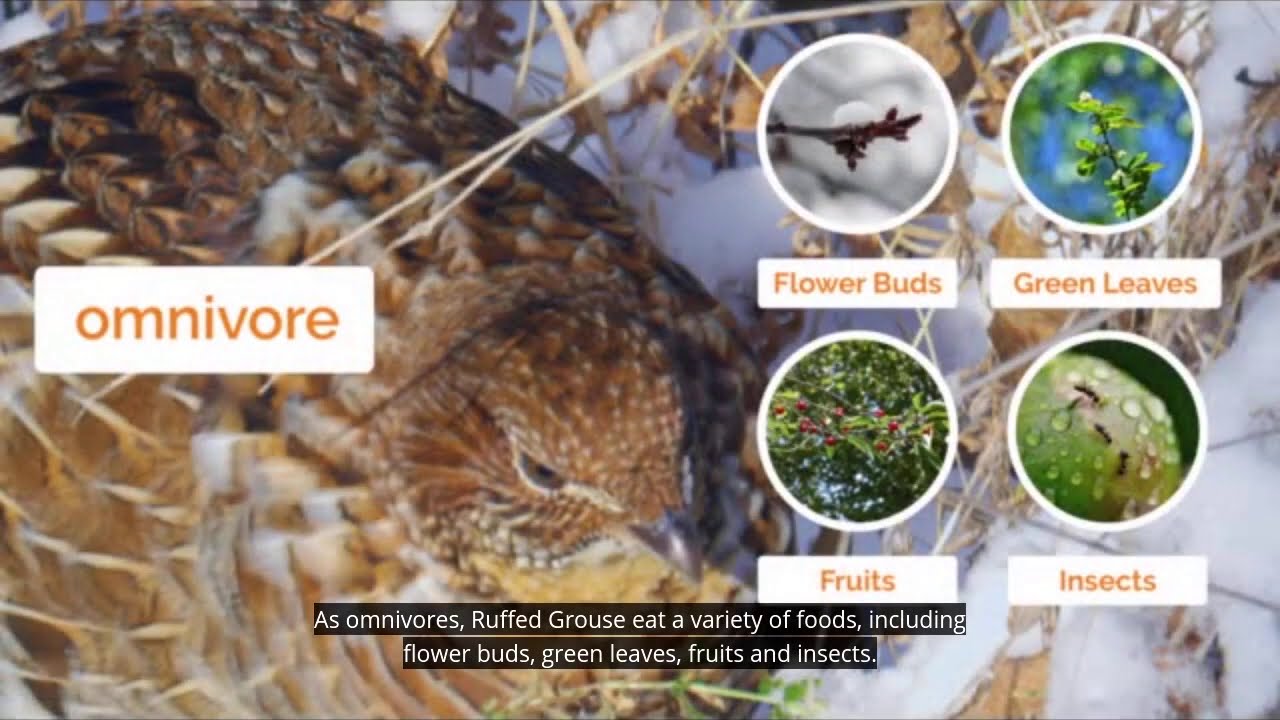 Explore! State Game Bird: Ruffed Grouse