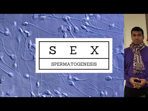 SEX | Spermatogenesis | Antru Sinthujan