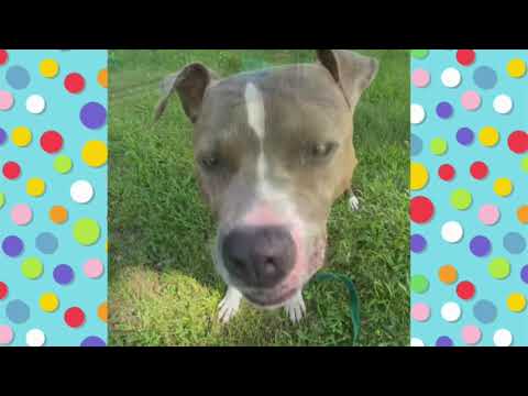 MEET ALESSANDRO AT KC PET PROJECT