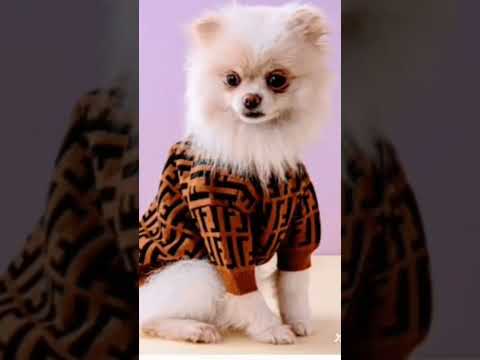 Designer Dog Clothes Brands Dog Apparel with Classic Jacquard Letter Pattern #shorts #dogclothing