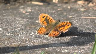 Dagvlinders van Europa, een overzicht - Visdief