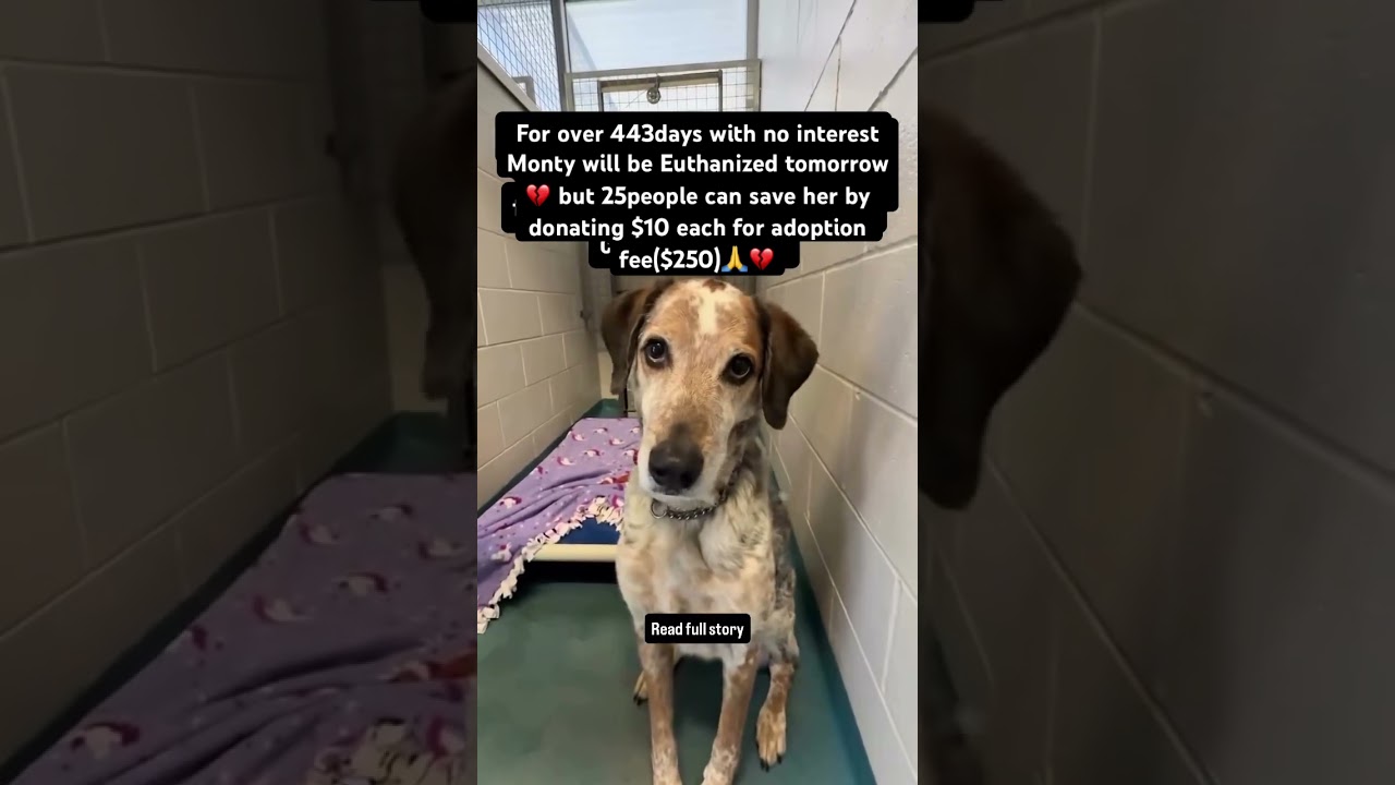 MONTY URGENTLY NEEDS US PLEASE DONT SCROLL PAST COMMENTING FOR ADOPTION