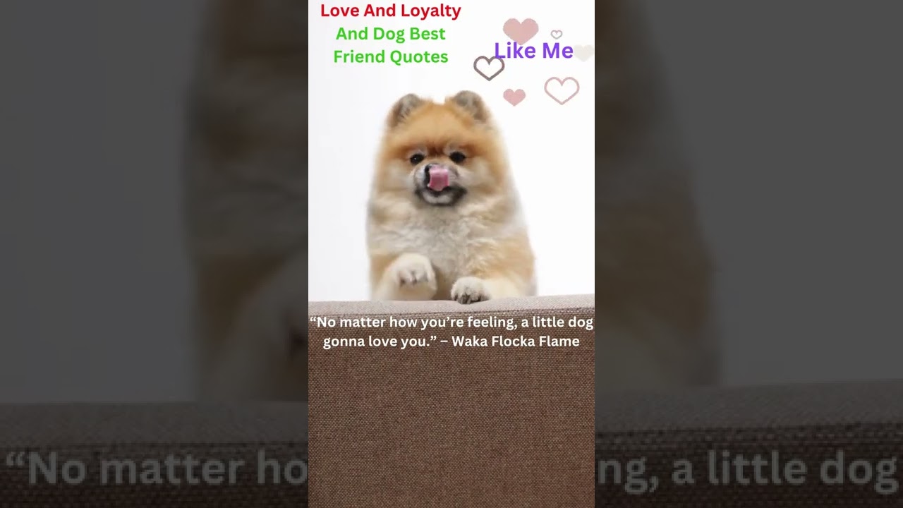 Funny Dog Quotes_No matter how you’re feeling, a little dog gonna love you.” – Waka Flocka Flame