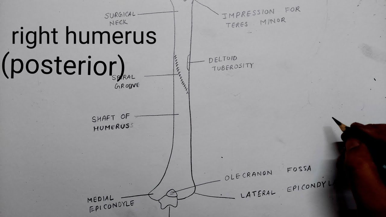 how to draw Right humerus ( posterior view)