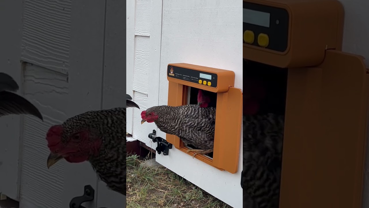 Which ones are roosters?