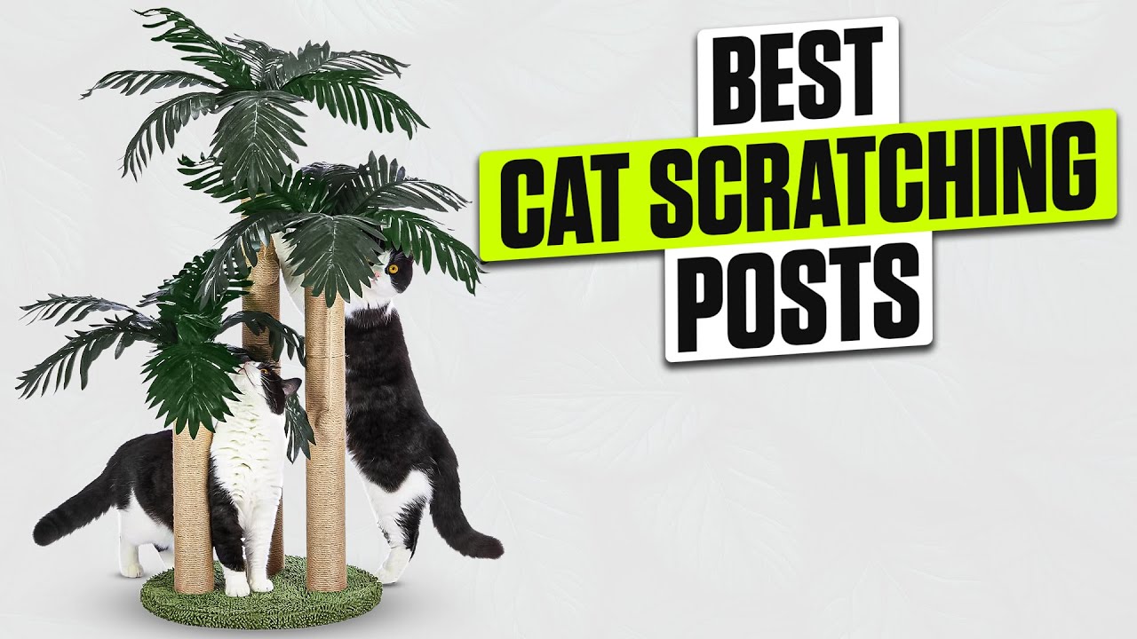 3 BEST Cat Scratching Posts - Don’t Let Your Furniture Be the Target!