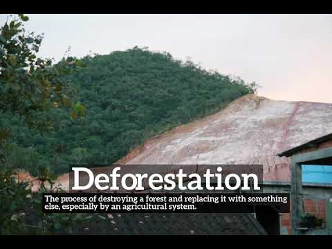 How to Say Deforestation in English? | How Does Deforestation Look? | What is Deforestation?