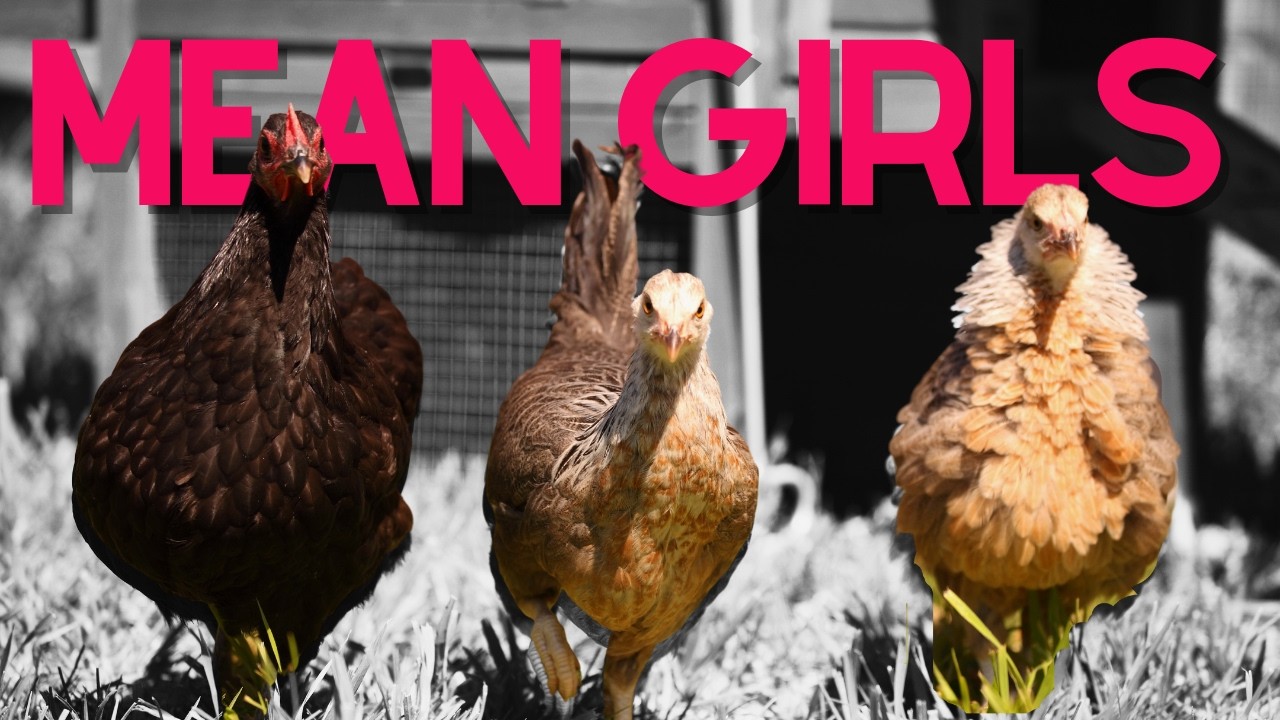 How to add new chickens to your flock (STRESS-FREE!)