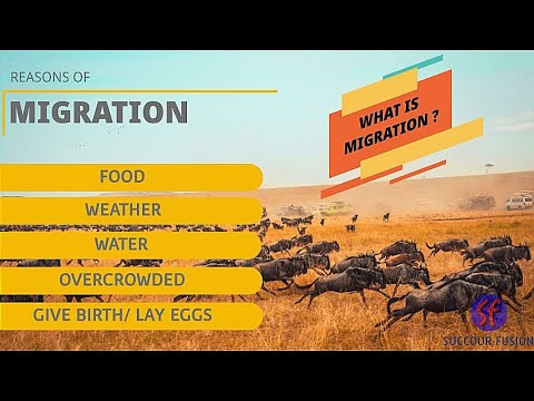 GCS: WHAT IS MIGRATION AND WHY DO ANIMALS MIGRATE ?