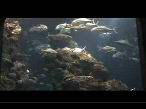 South Carolina Aquarium