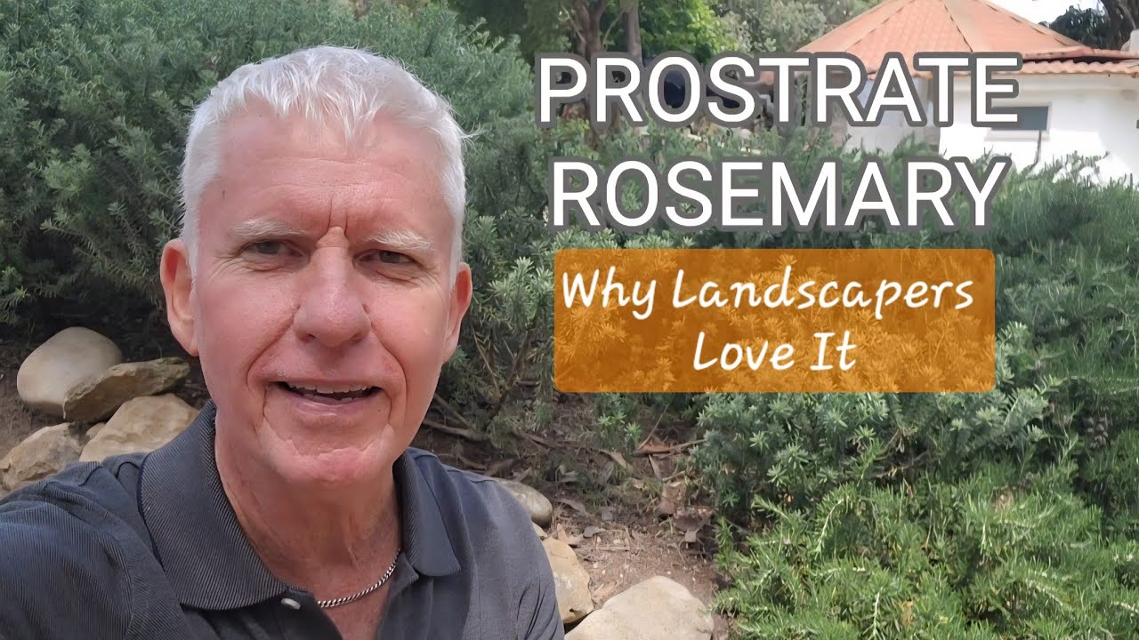 Prostrate Rosemary for Garden Designers