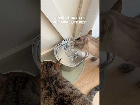 Cat water fountain upgrade🐱 linked in bio on Amazon! #catwaterbowl #catwaterfountain #amazongadgets