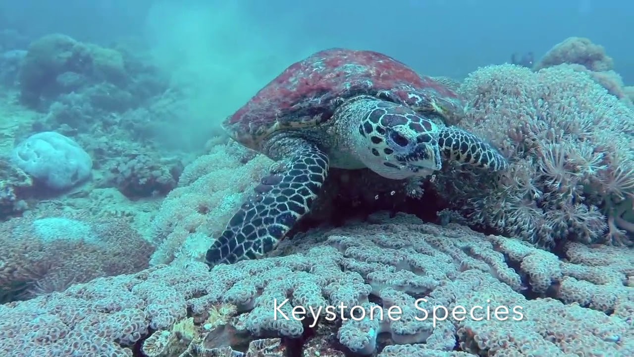 Hawksbill Turtle Endangered Species Video
