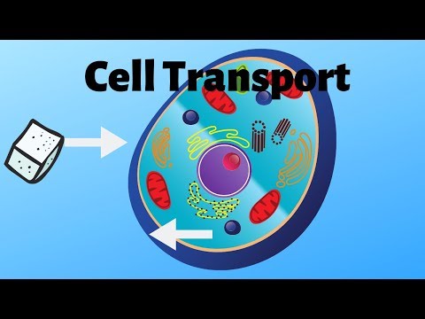 How do cells move things in and out?