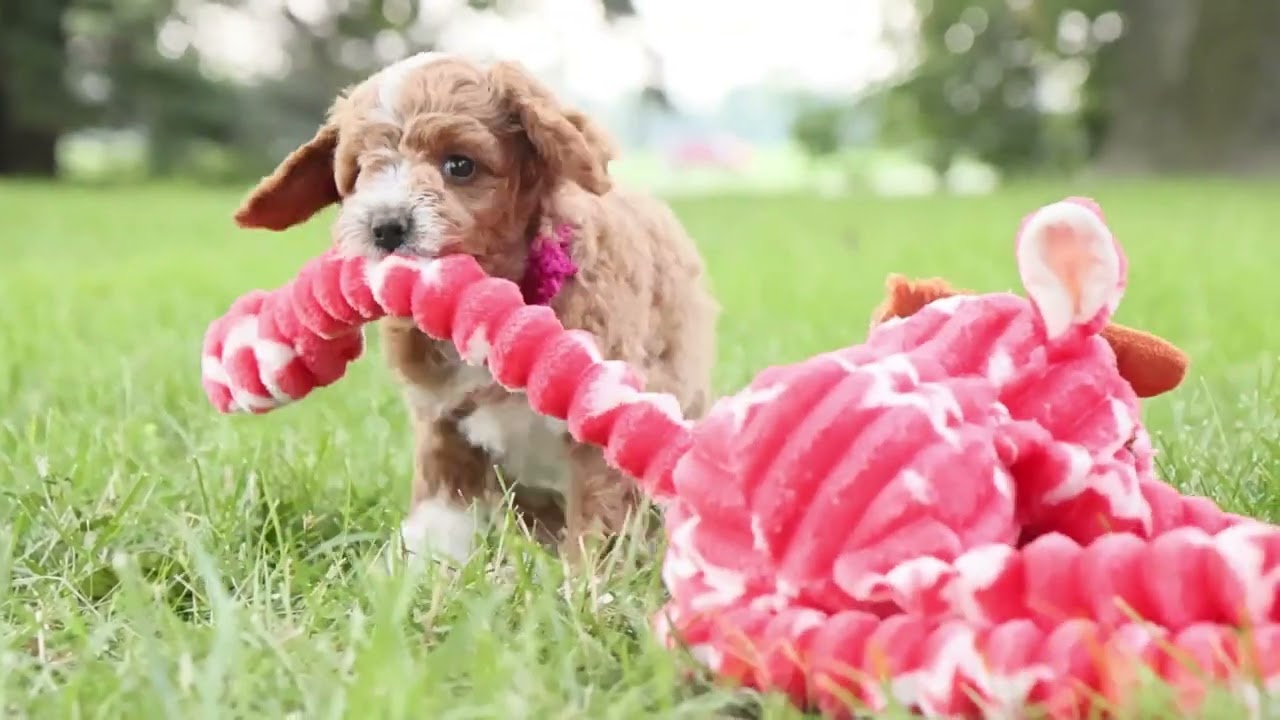 Lily Micro Mini F1BB Goldendoodle