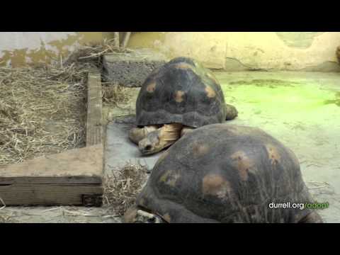 Adopt a tortoise | George, the radiated tortoise | Animal adoption from just £3