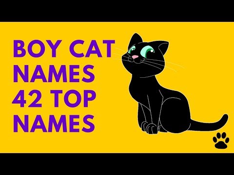 Boy Cat Names - 42 Top Names !!! [Best List] | Names