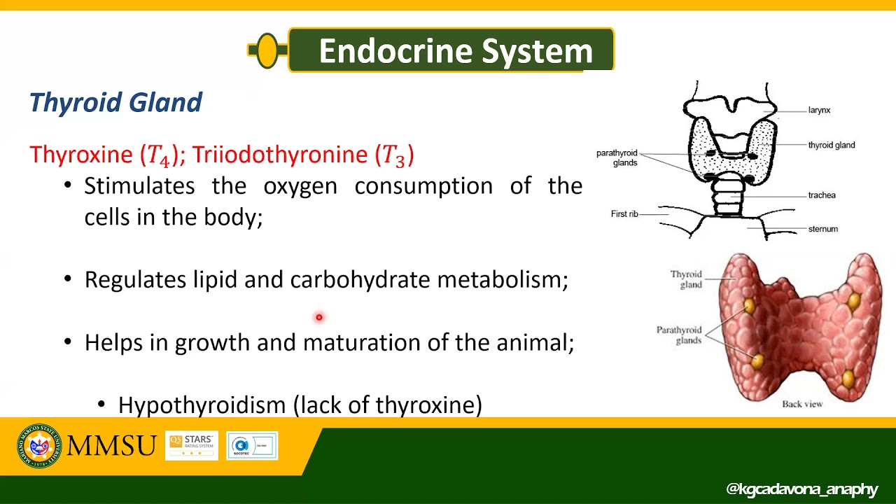 Understanding the Endocrine System: A Comprehensive Overview | Galaxy.ai