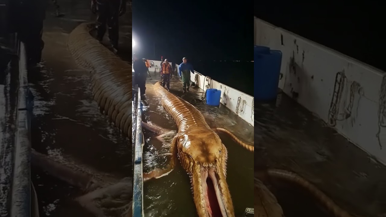 Giant Mysterious Sea Creature CAUGHT on Camera!