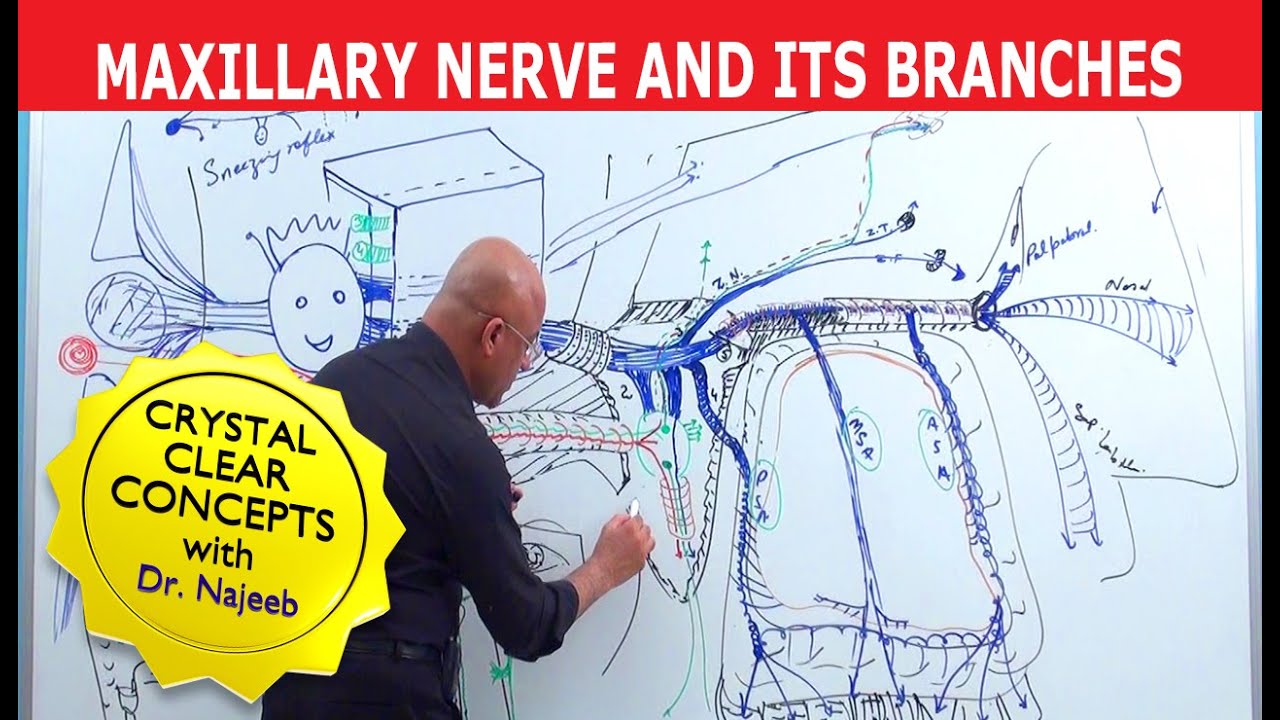 Maxillary Nerve and its Branches | Neuroanatomy | Neuroscience