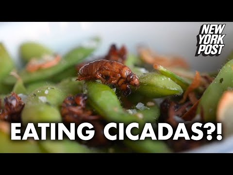 Eating trendy Brood X cicadas | New York Post