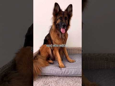 When your dad asked to see your report cardππ #germanshepherd #dog #youtubeshorts