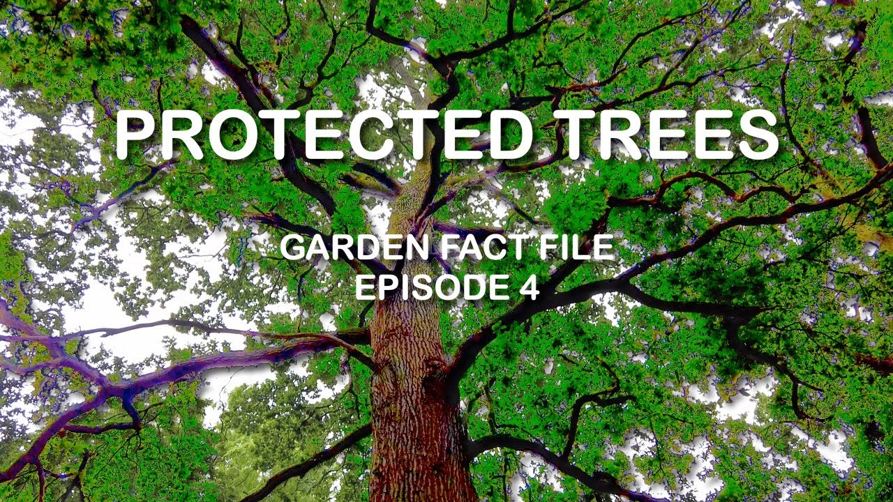 Protected Trees | All of the TPOs in My Garden (Garden Fact file Ep.4)