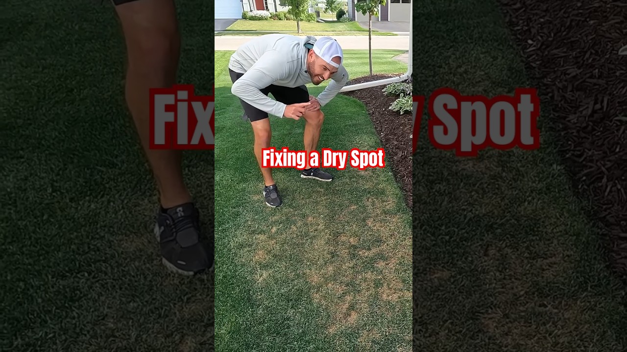 Fixing Dry Spots in the Lawn #diy #lawn #lawncare #repair #howto