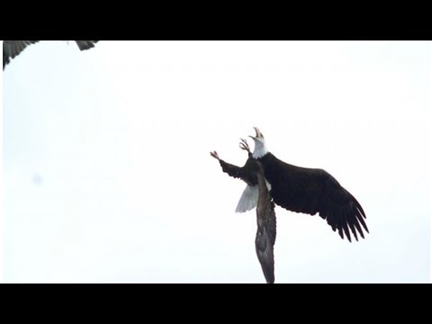 Amazing aerial encounter - Vernon News