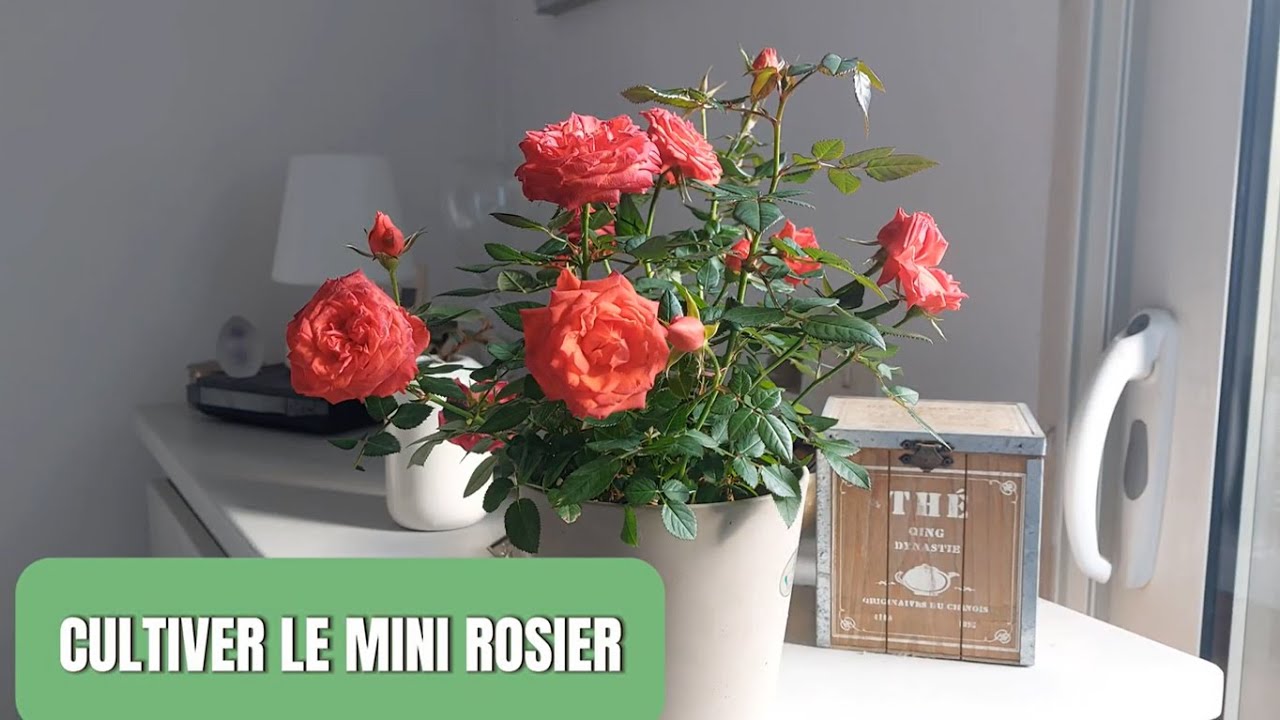 COMMENT BIEN CHOISIR un MINI ROSIER🌹et l'ENTRETENIR ?