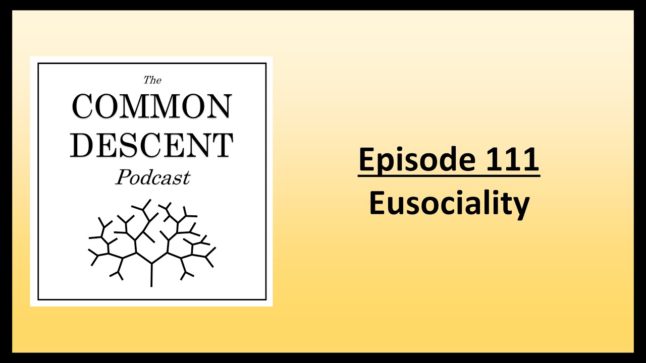Episode 111 Eusociality