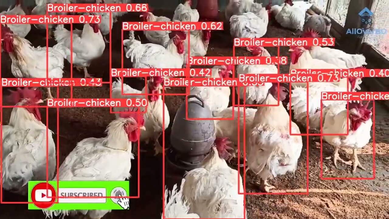 Broiler chicken detection using YOLOv5 computer vision