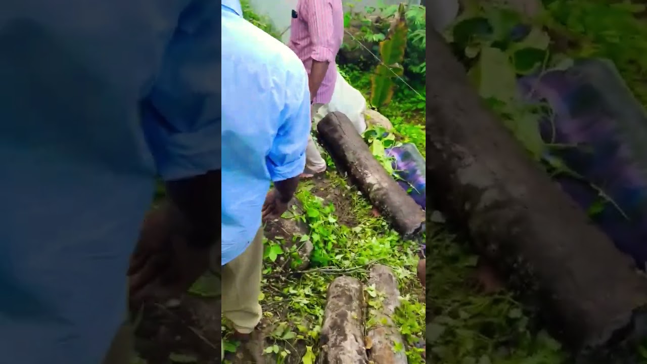 പെരുമ്പാമ്പ് |Python caught up