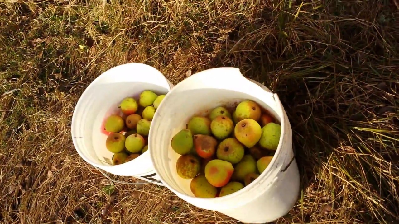 Picking Pears from wild trees.