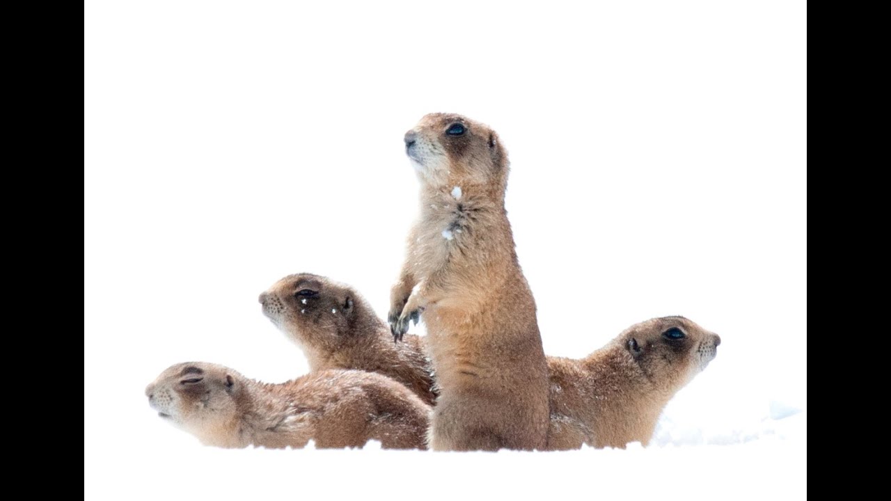 Winter Adaptations