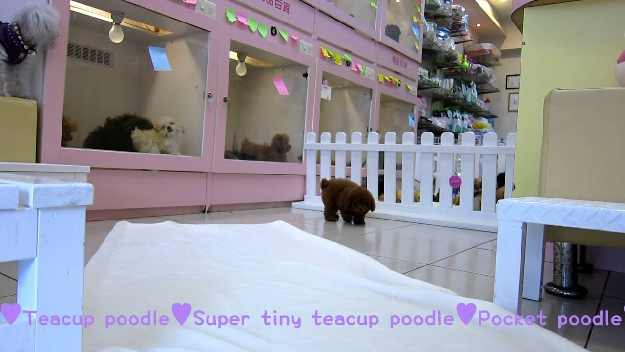 Teacup Toy Poodle - Tiny Toy Poodle #965 - Teacup poodle Toy poodle Pocket teacup poodle