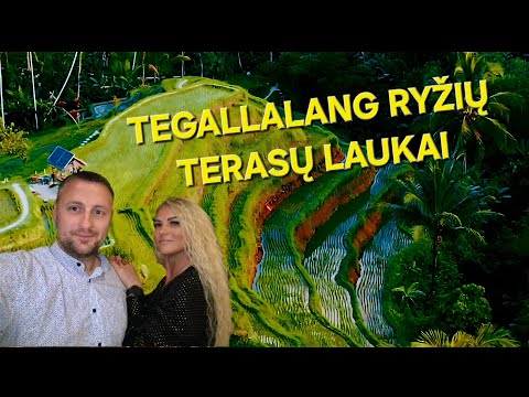 Tegallalang ryžių terasa Balyje - tūkstančio metų senumo, su drėkinimo sistema įtraukta į UNESCO