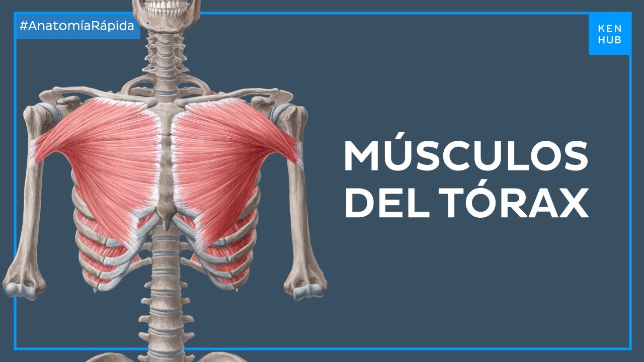 Músculos principales del tórax - Anatomía Fácil | Kenhub