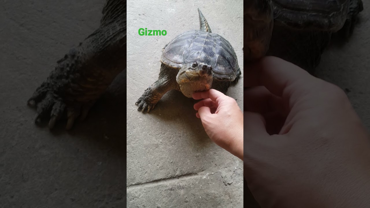 Cuddle time with Gizmo..my Common snapping turtle. #shorts