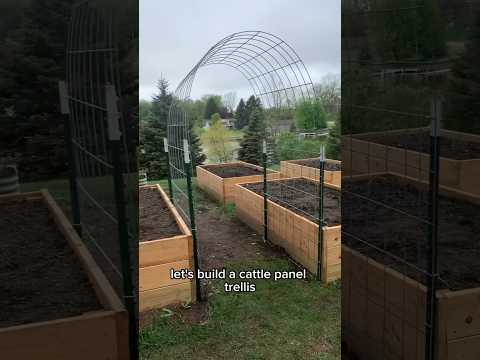 How to build a cattle panel trellis #trellis #cattlepaneltrellis #gardening
