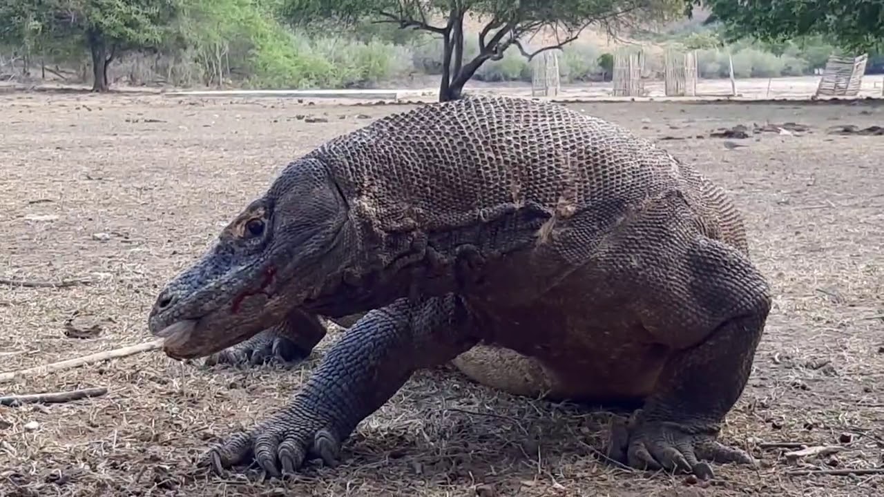 Dragon Komodo eat monkey alive