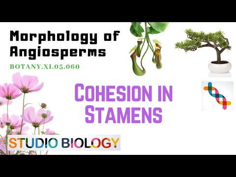 BOTANY XI.05.060 – Morphology of Angiosperms – Cohesion in Stamens