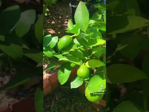 Should You Grow A Lemon Tree Or A Lime Tree?