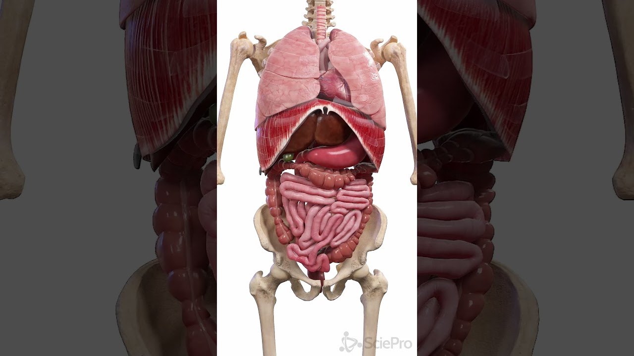 The Movements Inside the Body | 3D Anatomy Animation