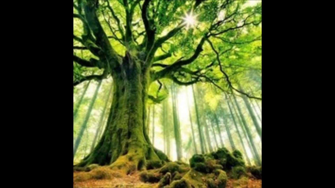 A K D   Live Promo Set For Tree of Life Festival HQ   YouTube