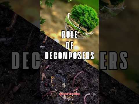 The Essential Role of Decomposers in the Ecosystem | Nature's Recyclers Explained!